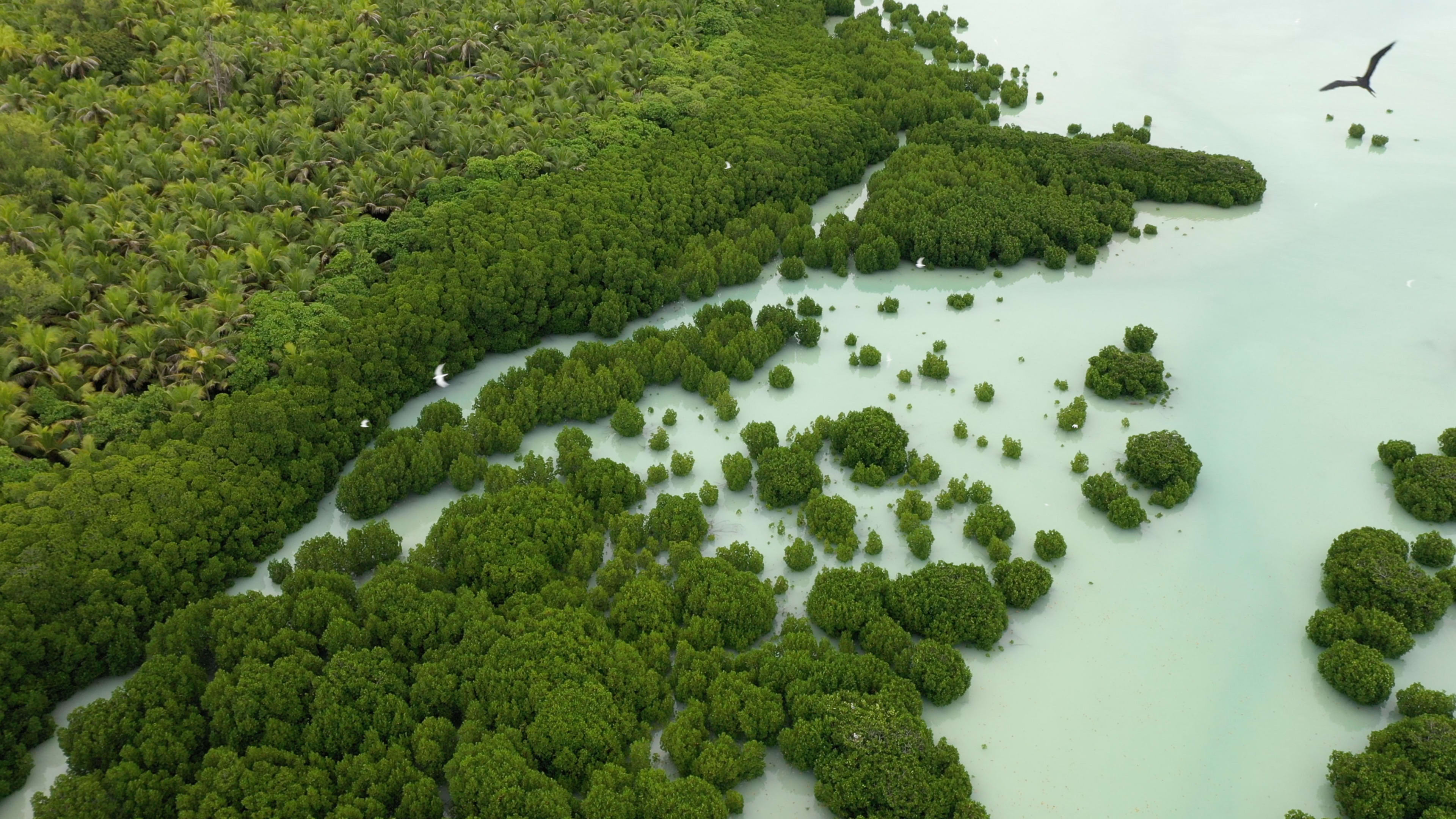 Mangrove forests: Allies in the fight against climate change